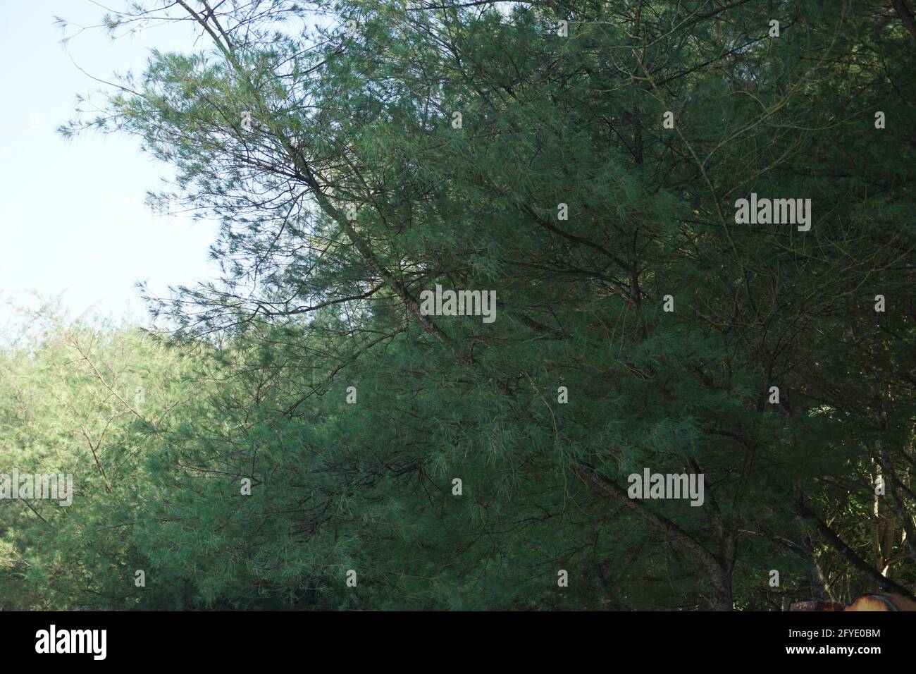Sheoaks (Casuarinaceae, Allocasuarina) with natural background Stock ...