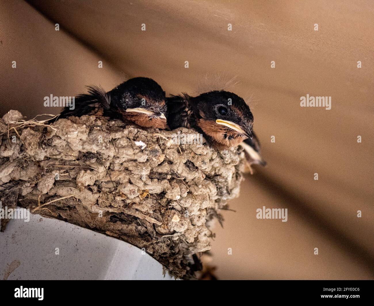 Japanese swallow hi-res stock photography and images - Alamy