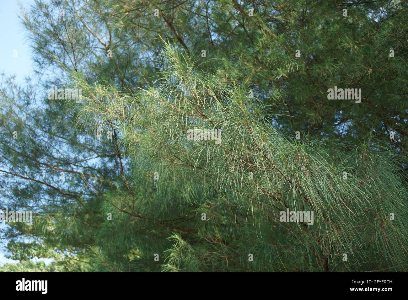 Sheoaks (Casuarinaceae, Allocasuarina) with natural background Stock ...