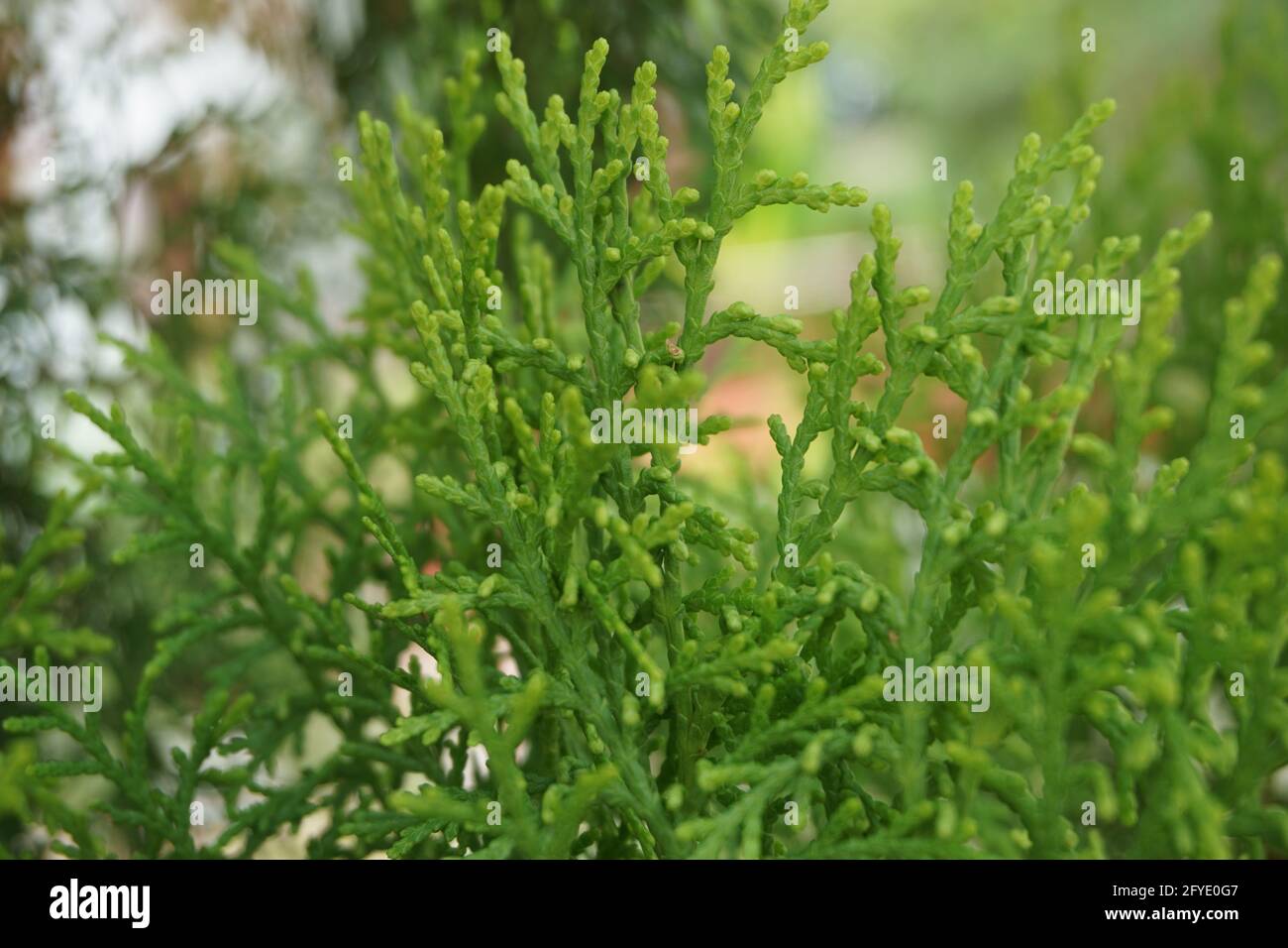 She oak nuts hi-res stock photography and images - Alamy