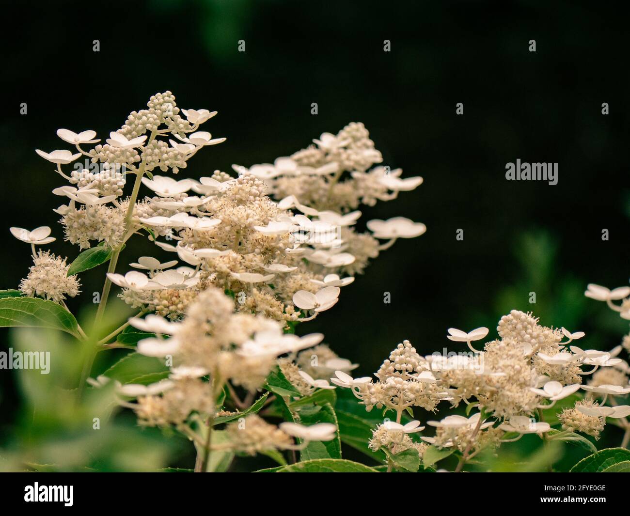 Panicle Hydrangea High Resolution Stock Photography and Images - Alamy