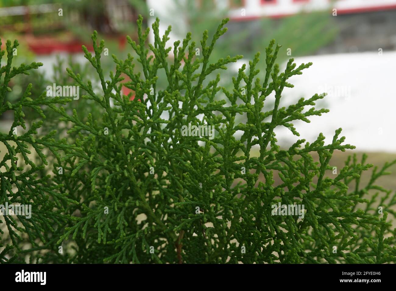 Sheoaks (Casuarinaceae, Allocasuarina) with natural background Stock ...