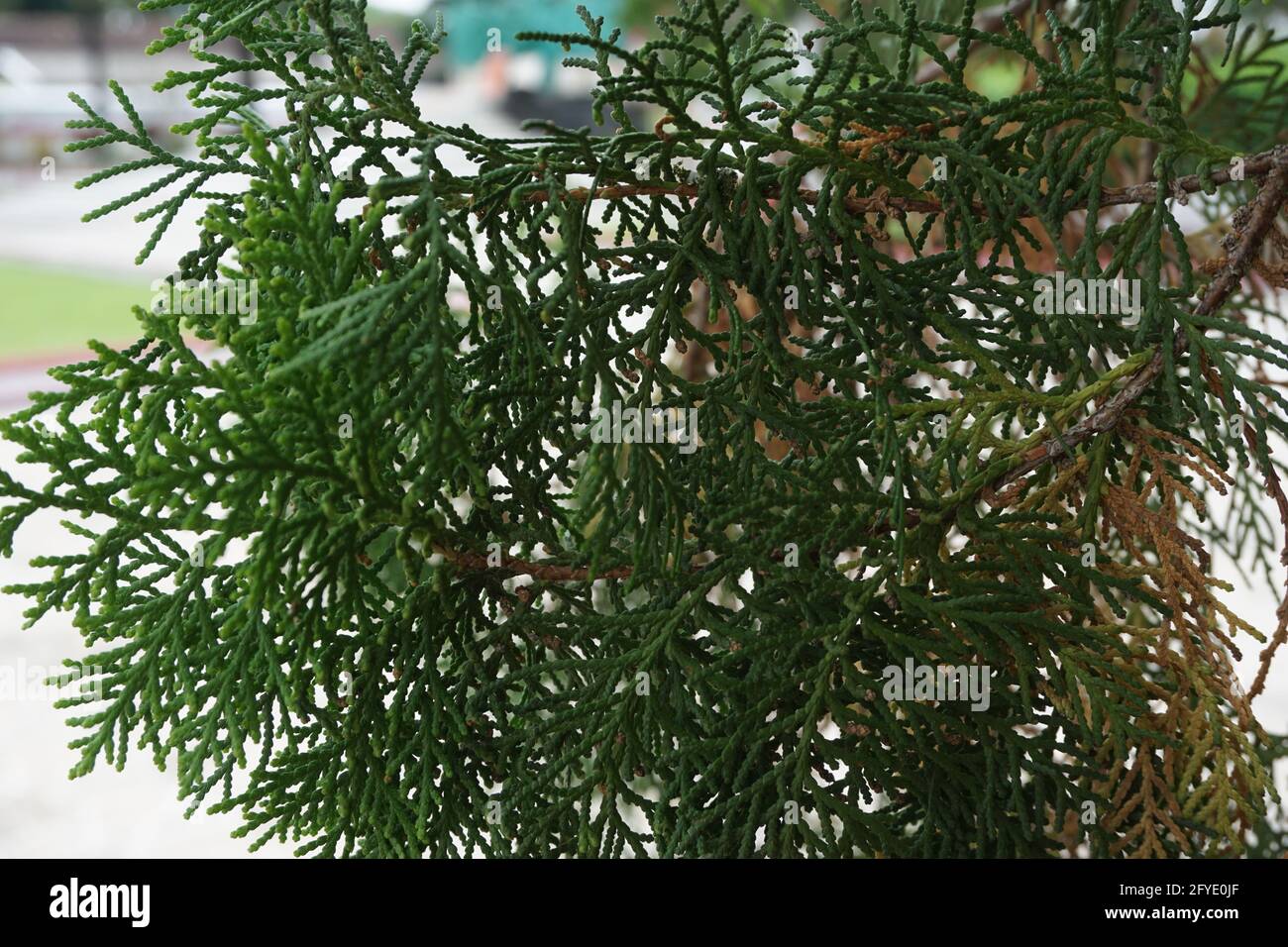 She oak nuts hi-res stock photography and images - Alamy