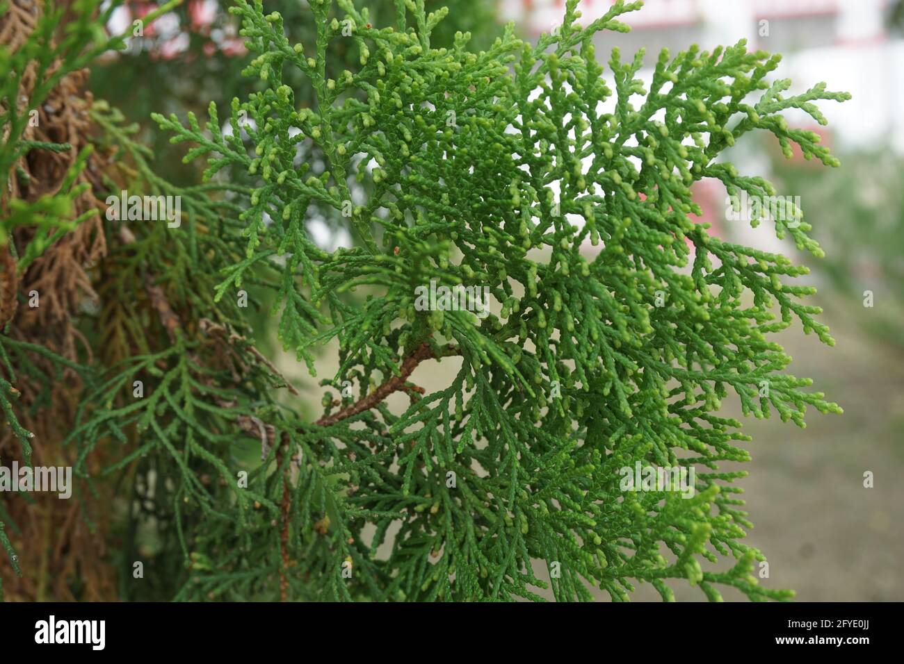 She oak nuts hi-res stock photography and images - Alamy