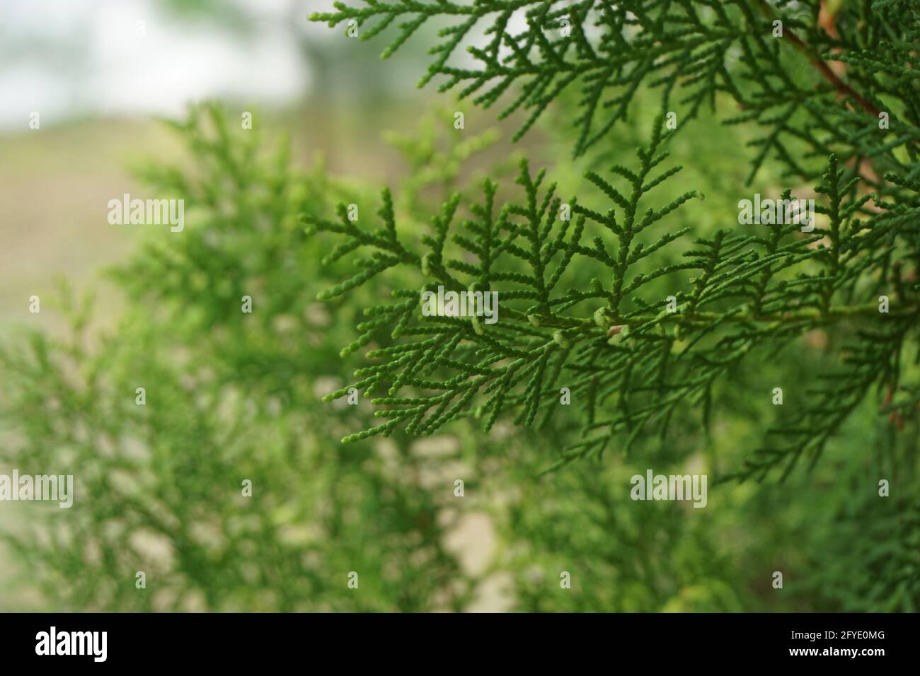 She oak nuts hi-res stock photography and images - Alamy
