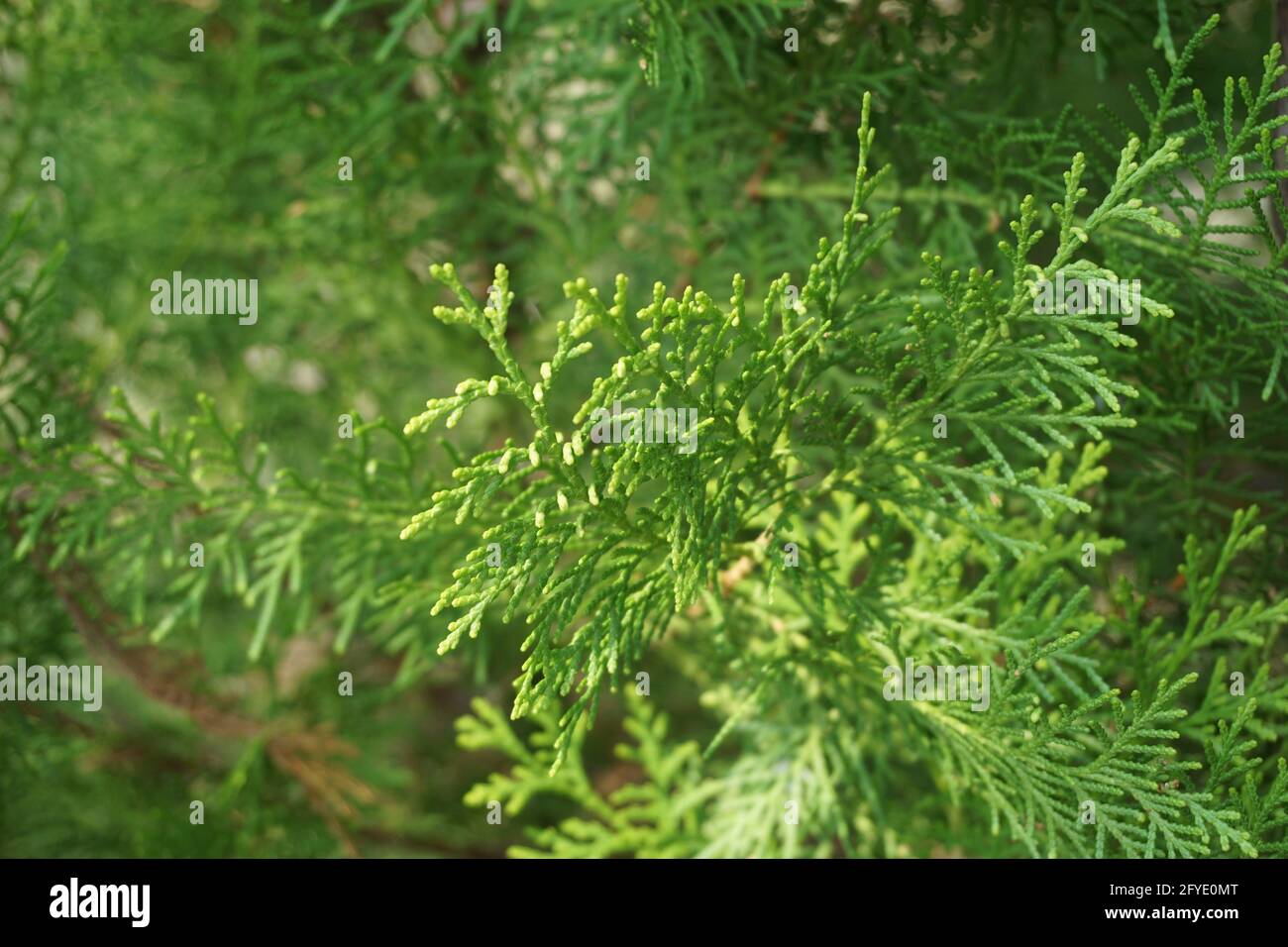 She oak nuts hi-res stock photography and images - Alamy