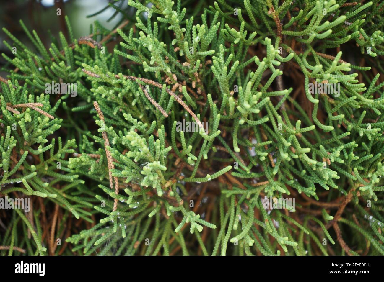 She oak nuts hi-res stock photography and images - Alamy