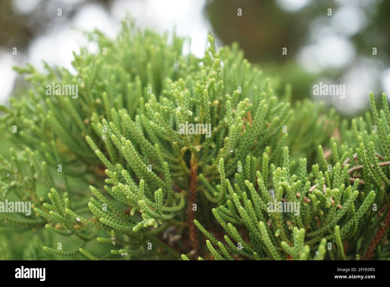 She oak nuts hi-res stock photography and images - Alamy
