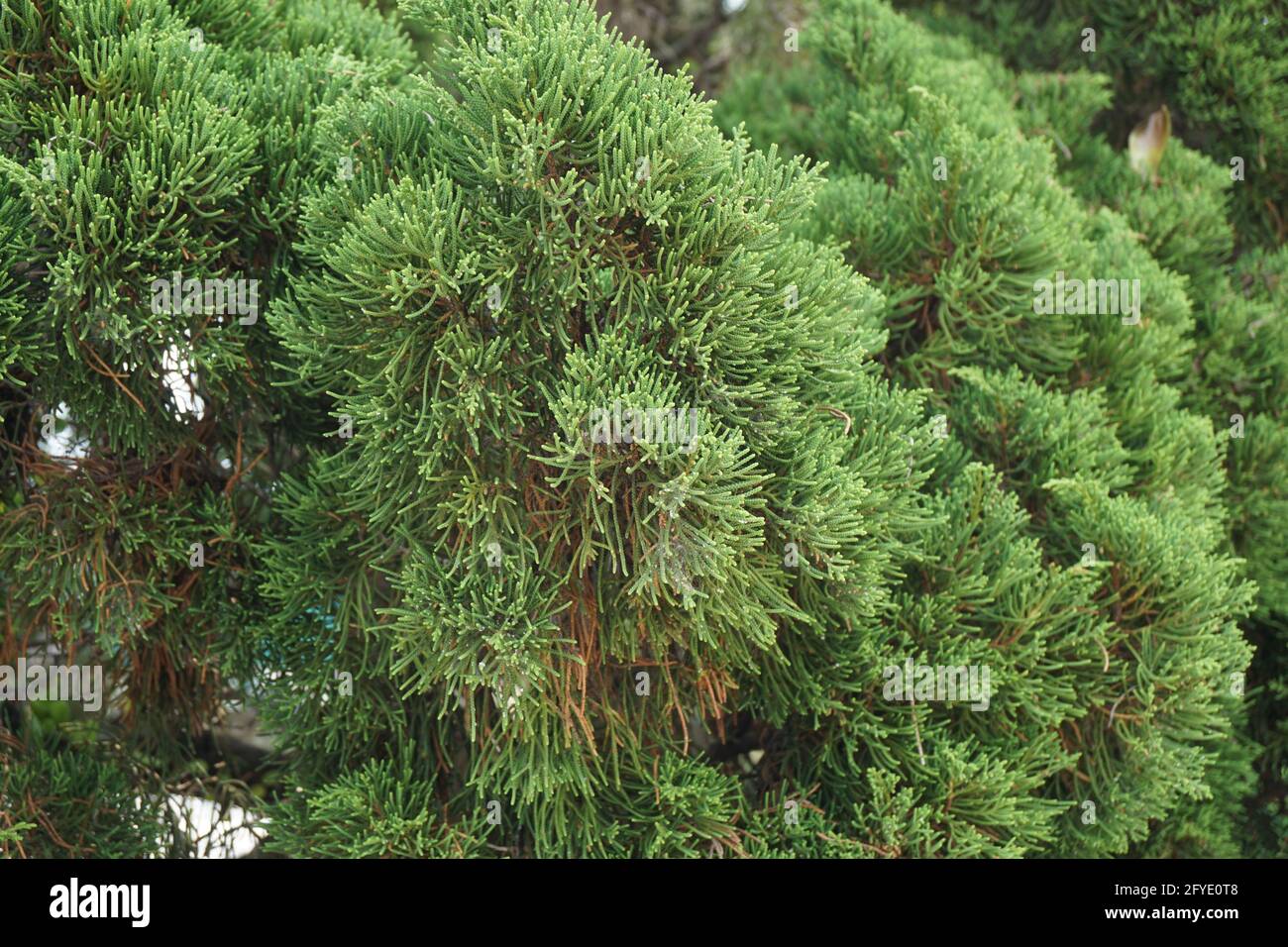 She oak nuts hi-res stock photography and images - Alamy