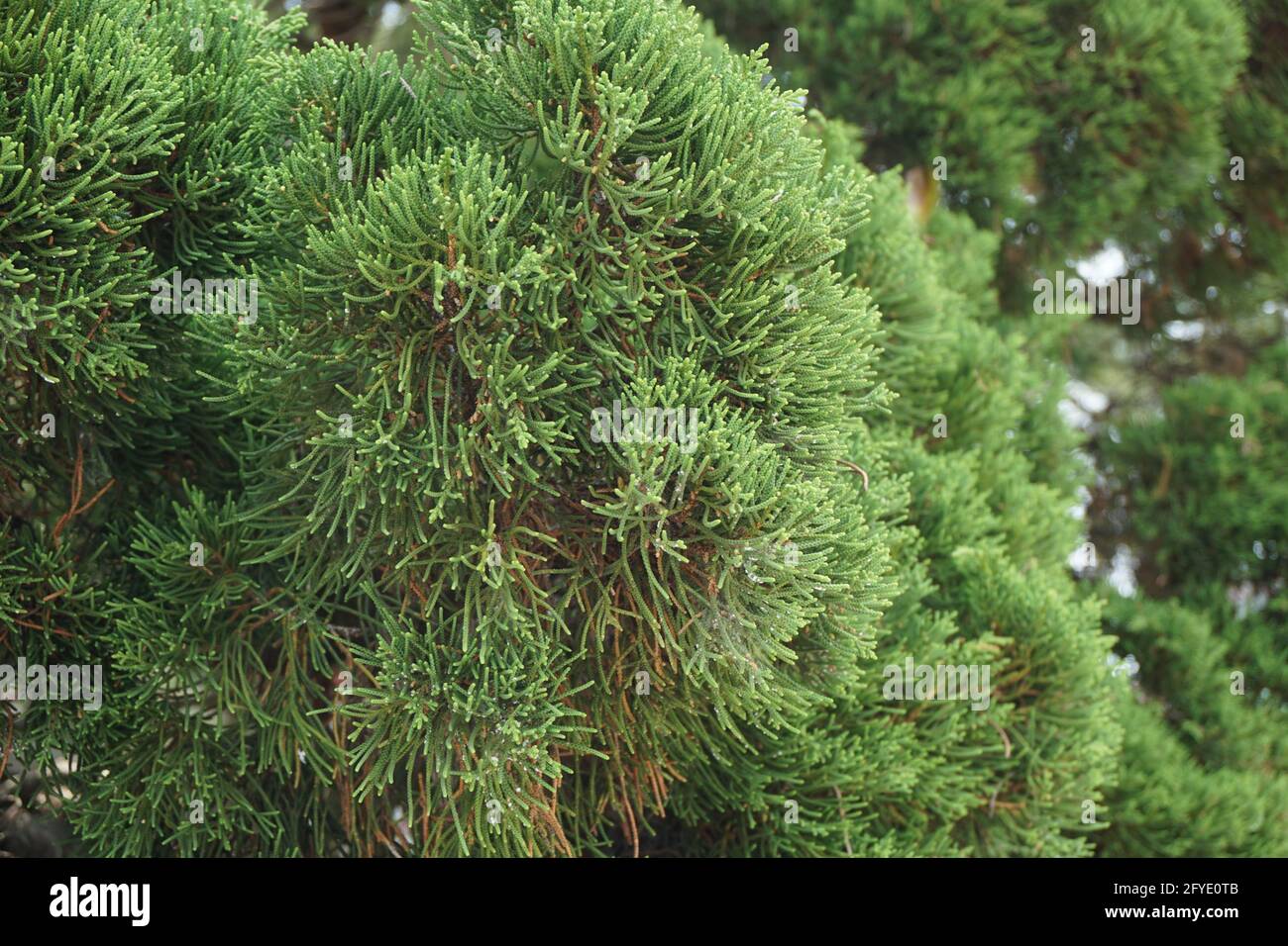 Sheoaks (Casuarinaceae, Allocasuarina) with natural background Stock ...