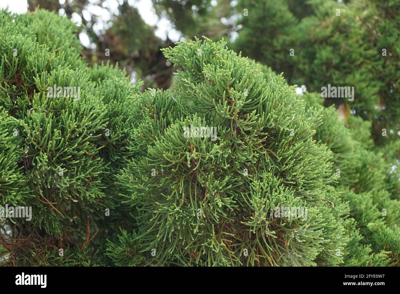 She oak nuts hi-res stock photography and images - Alamy