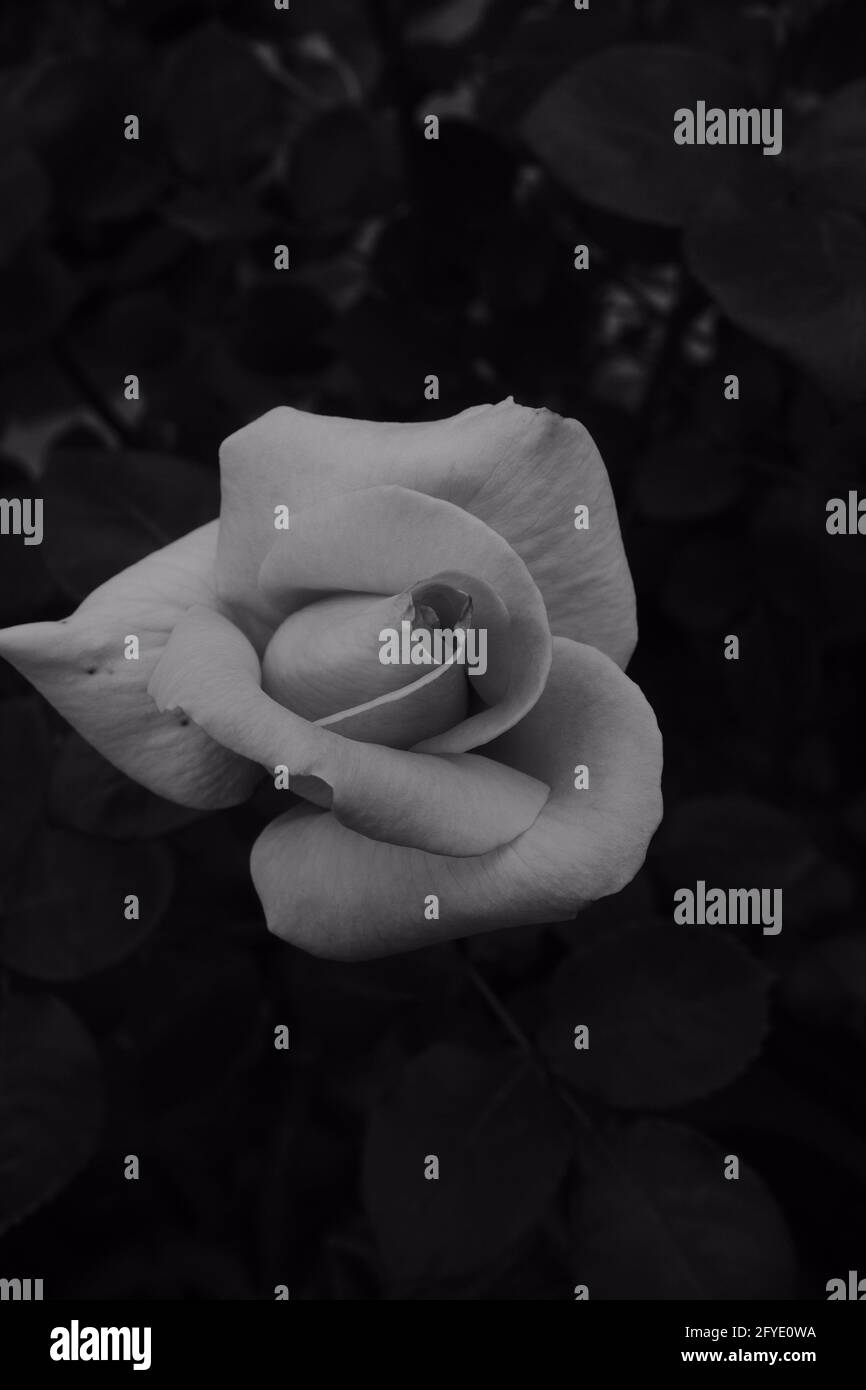 Grayscale shot of a beautiful rose in the garden Stock Photo - Alamy