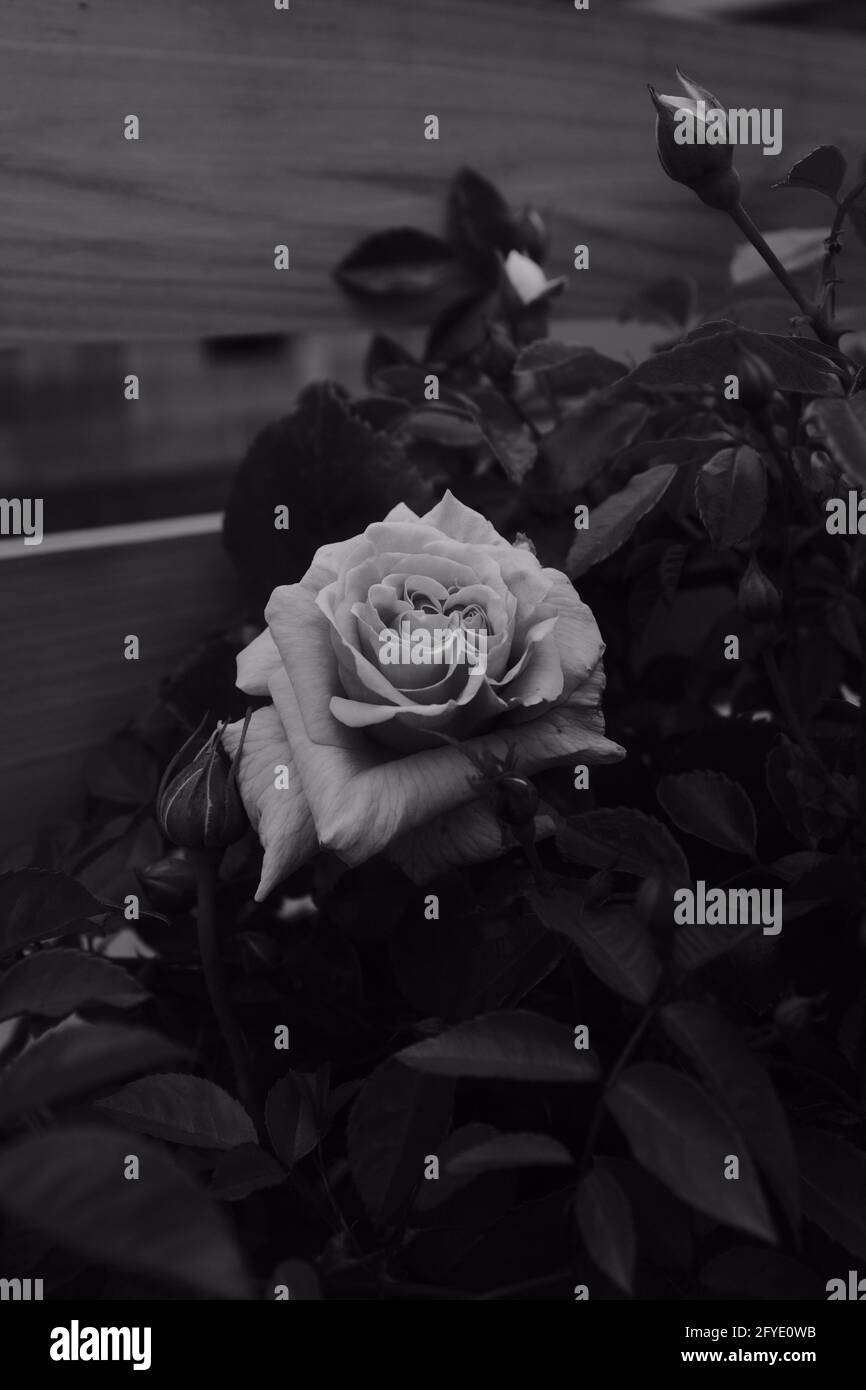 Grayscale shot of a beautiful rose in the garden Stock Photo - Alamy