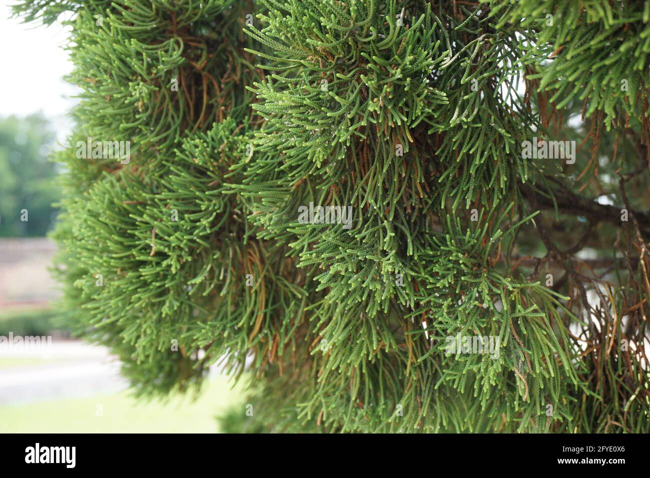 Sheoaks (Casuarinaceae, Allocasuarina) with natural background Stock ...