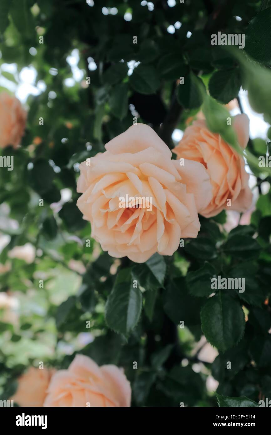 Vertical shot of beautiful roses in the garden Stock Photo - Alamy