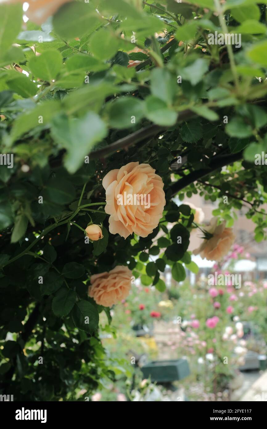 Vertical shot of beautiful roses in the garden Stock Photo - Alamy