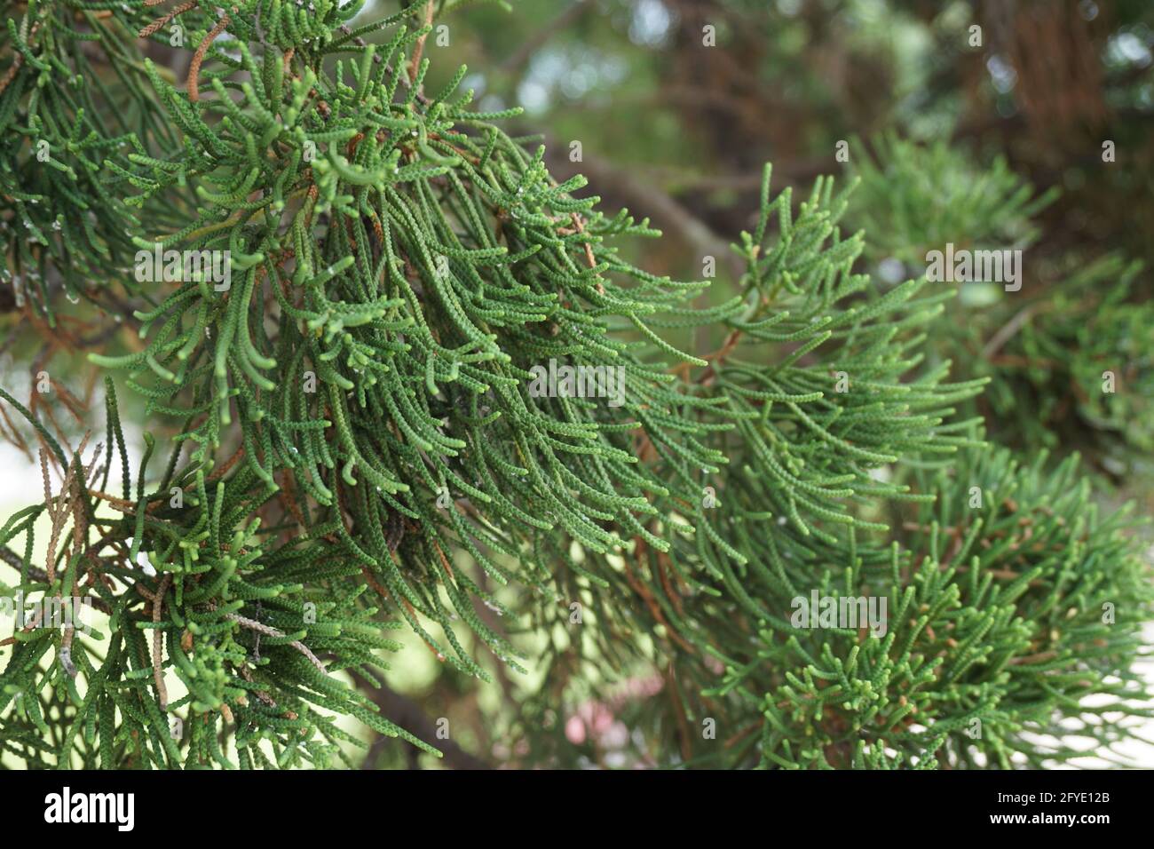 She oak nuts hi-res stock photography and images - Alamy