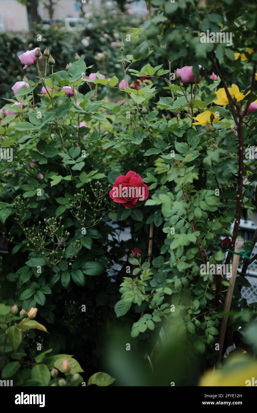 Vertical shot of beautiful roses in the garden Stock Photo - Alamy