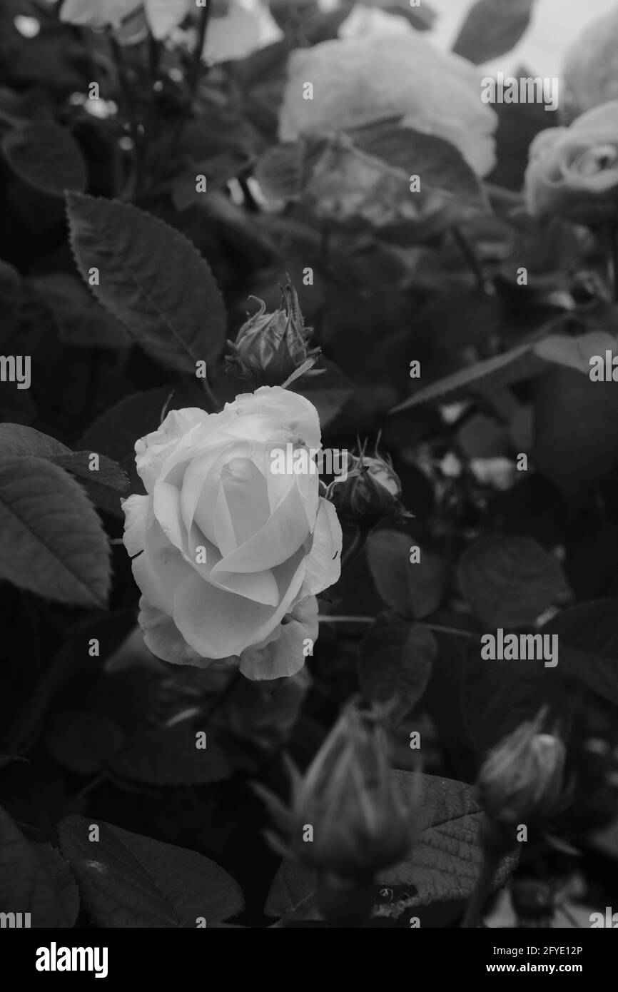 Grayscale shot of a beautiful rose in the garden Stock Photo - Alamy