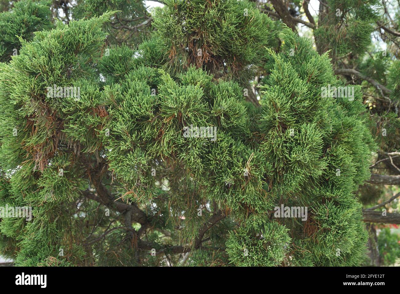 Sheoaks (Casuarinaceae, Allocasuarina) with natural background Stock ...