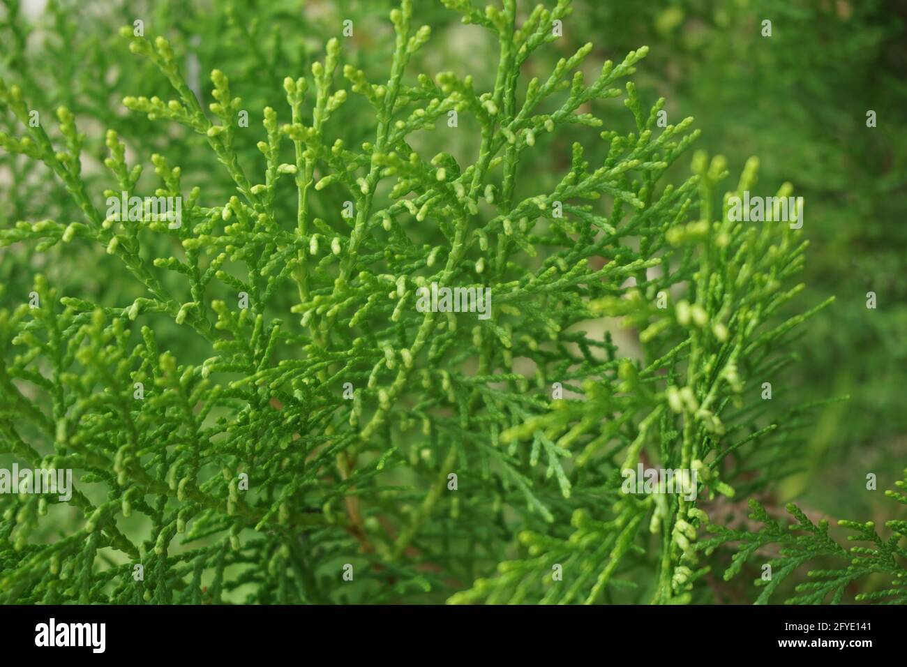 Allocasuarina tree hi-res stock photography and images - Alamy