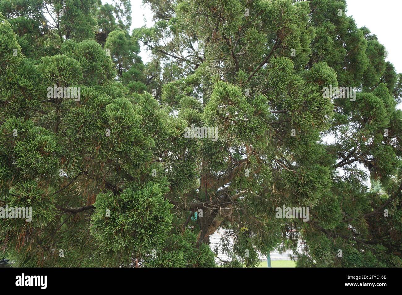 She oak nuts hi-res stock photography and images - Alamy