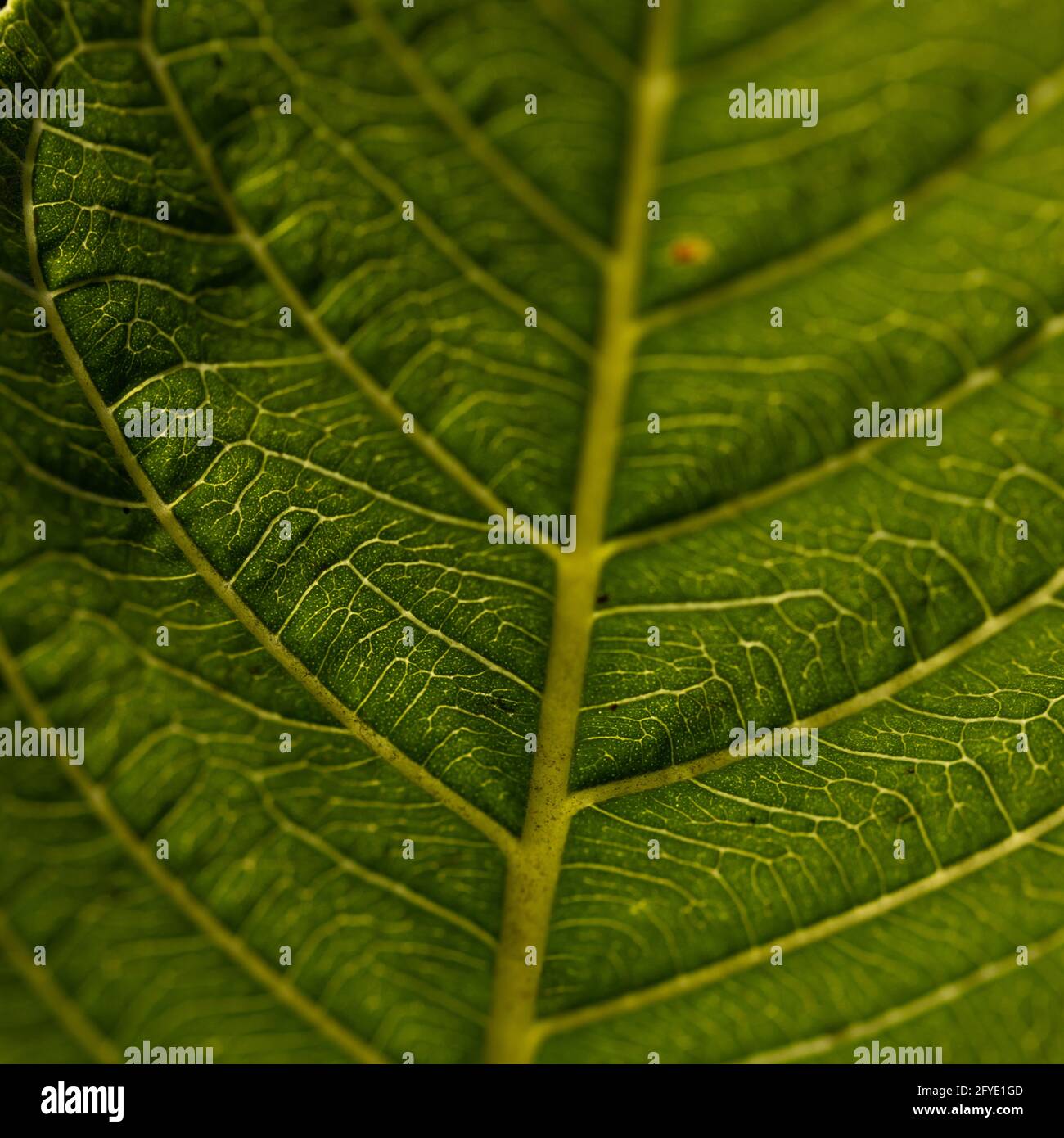 An Abstract close up macro of a leaf with patterns and texture Stock ...