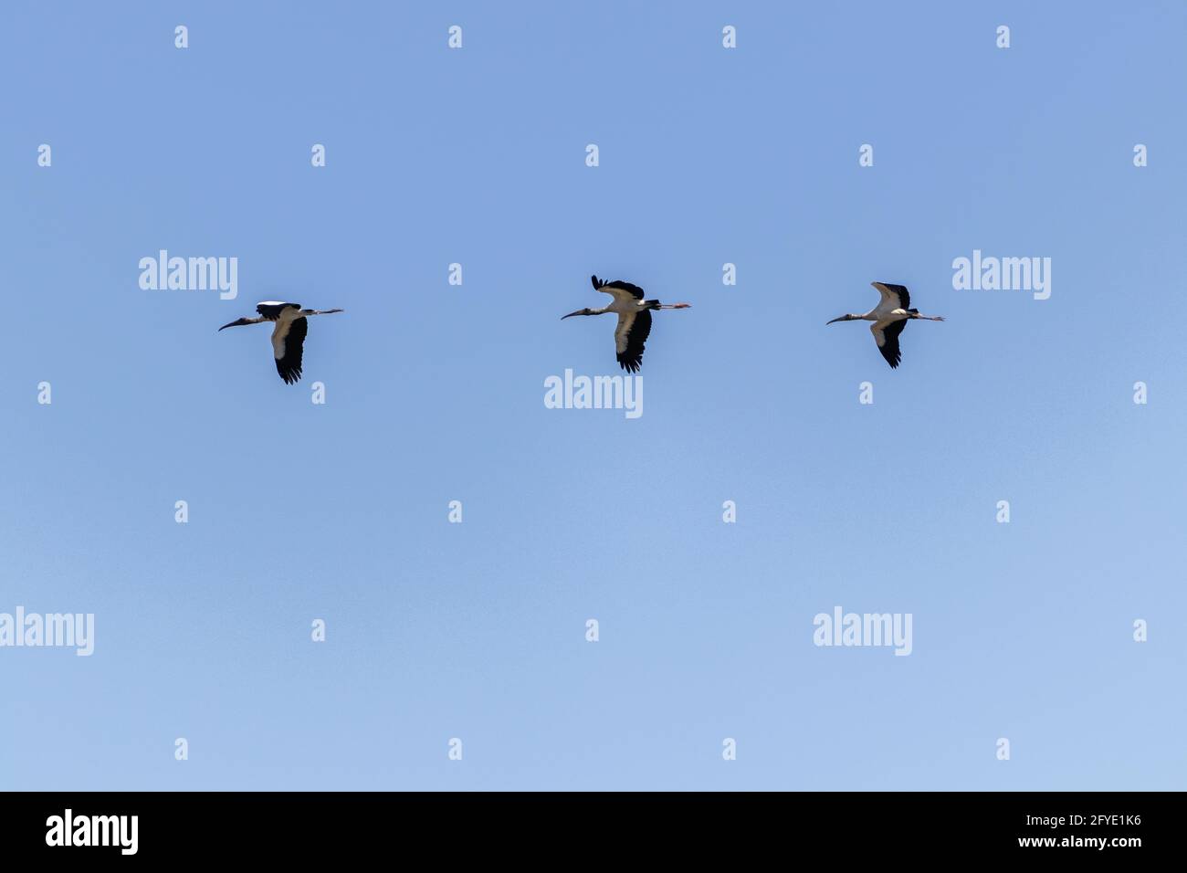 Scenic view of a couple of birds with black beaks flying in the sky ...