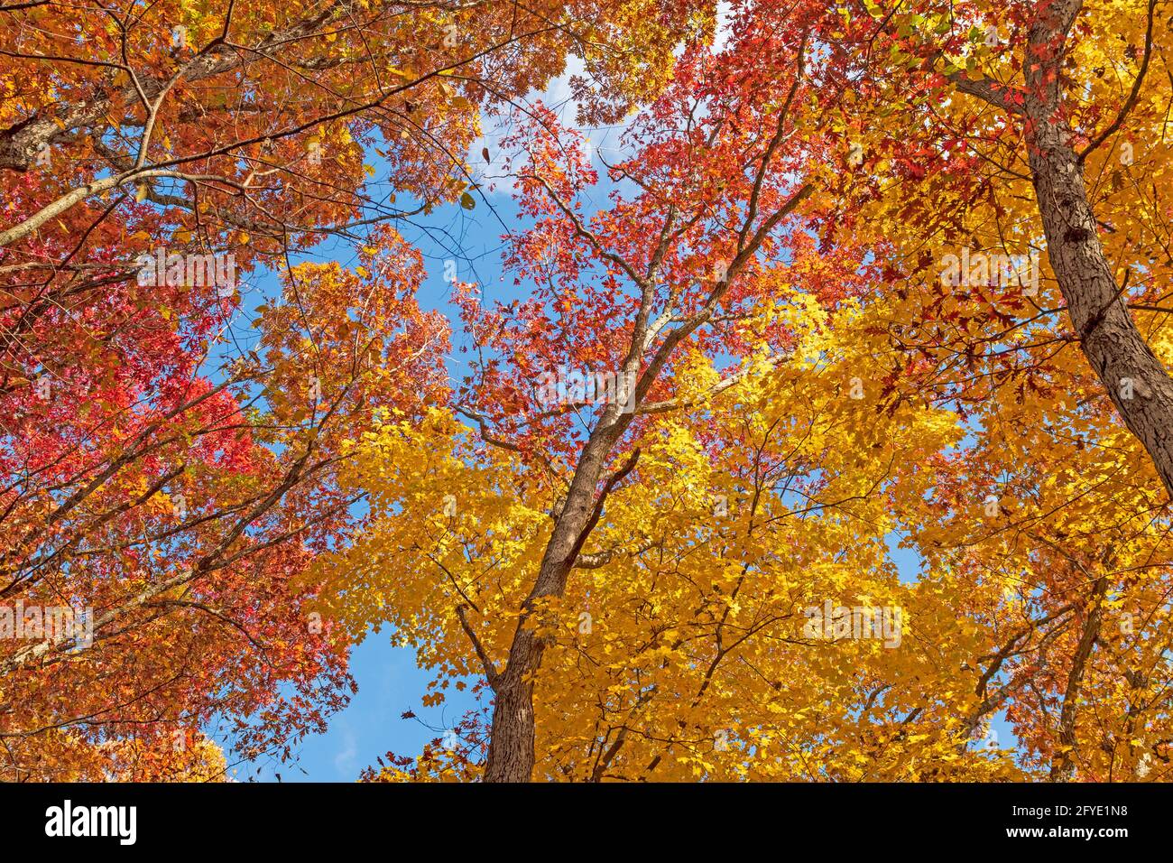 Fall Colors Covering the Sky in Starved Rock State Park in Illinois ...