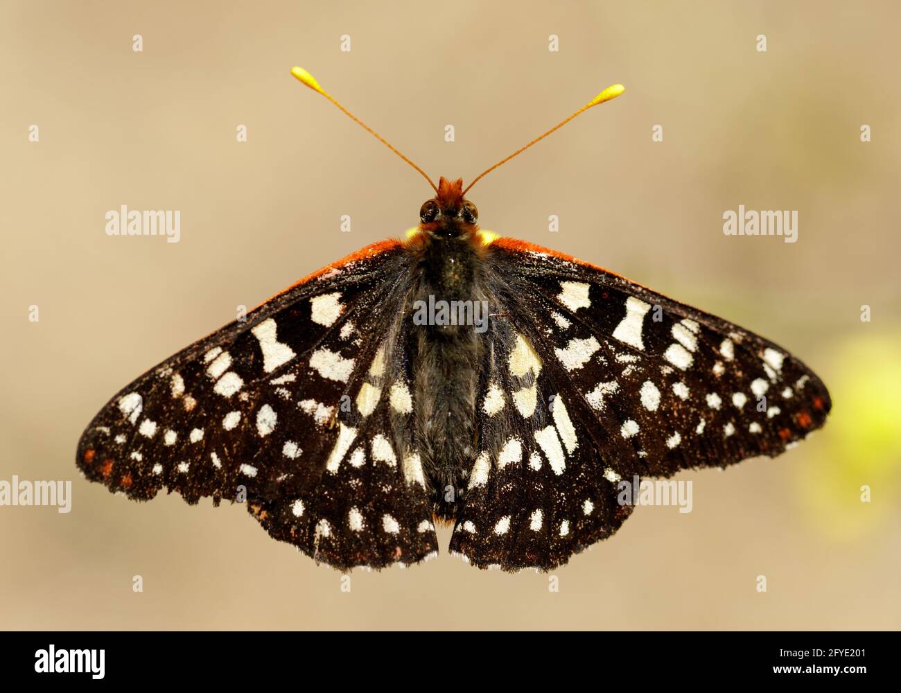 Variable checkerspot butterfly closeup. Stevens Creek Canyon County ...