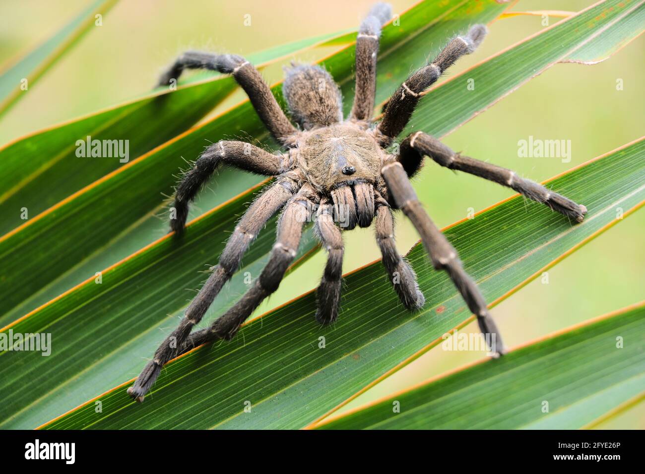 Vietnamese spider hi-res stock photography and images - Alamy