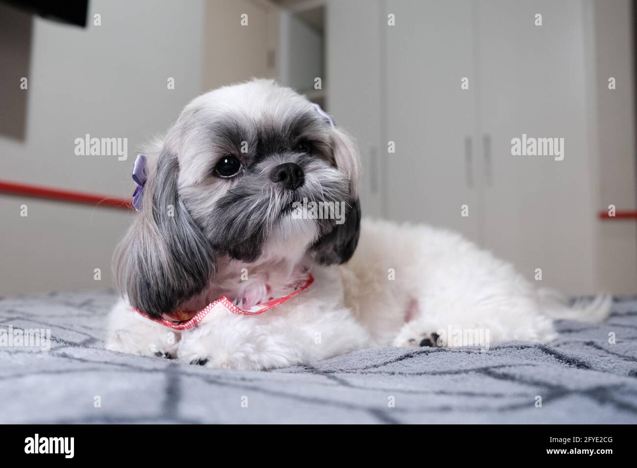 Cute female dog hi-res stock photography and images - Alamy