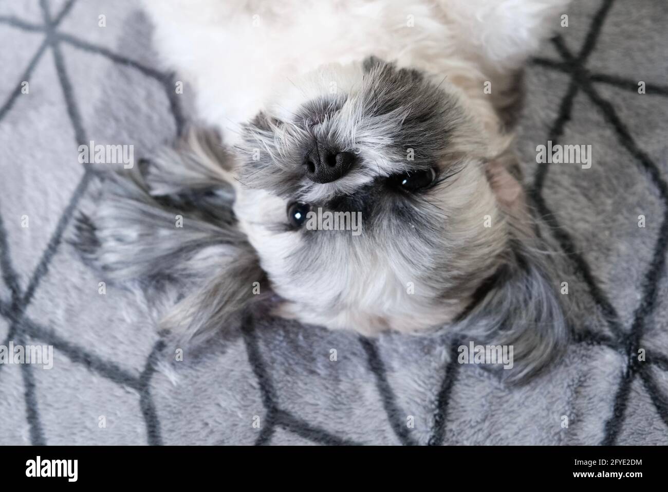 Upside down dog hi-res stock photography and images - Alamy