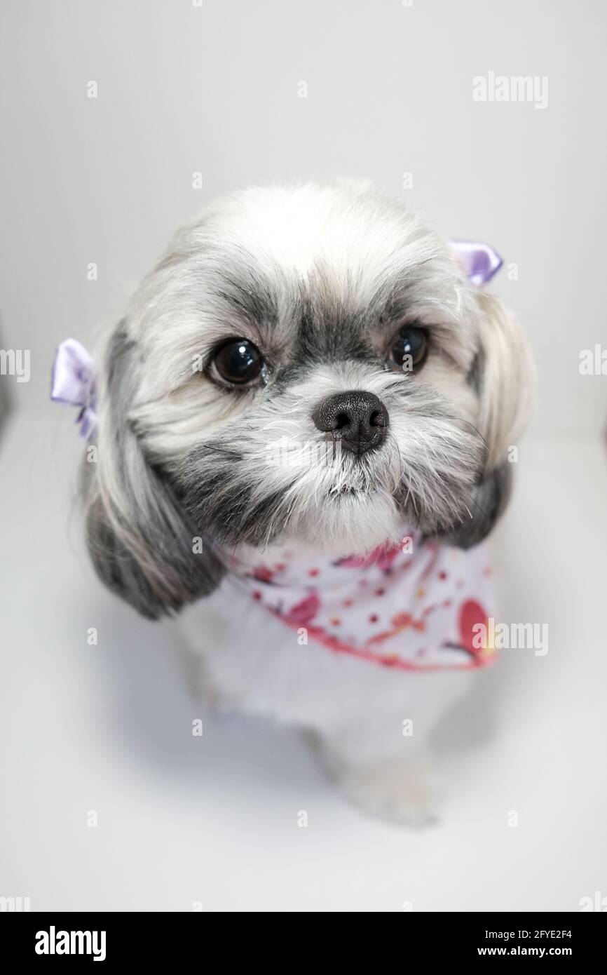 Cute Young Little Dog Posing for Pictures Stock Photo - Alamy