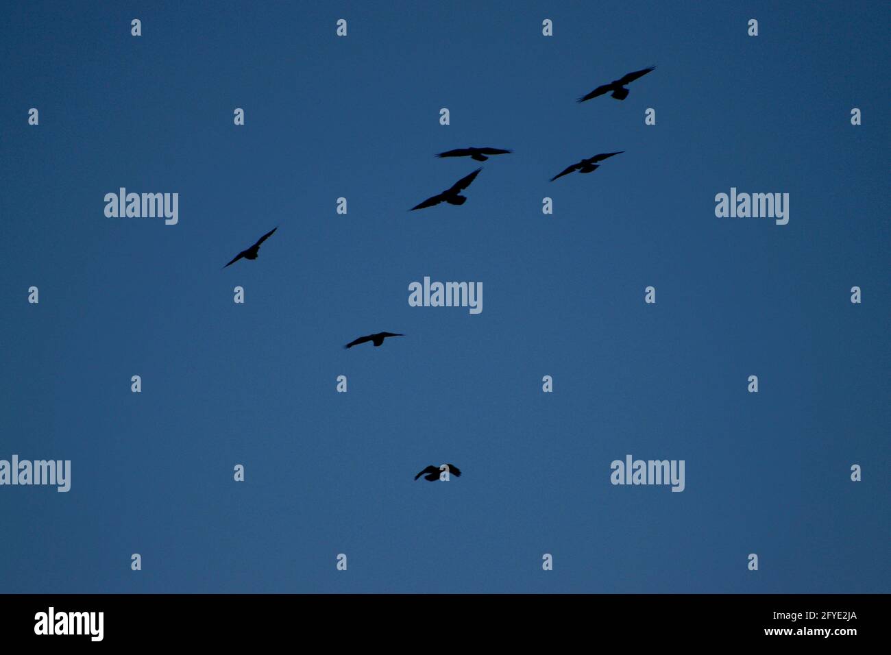 Murder ravens hi-res stock photography and images - Alamy