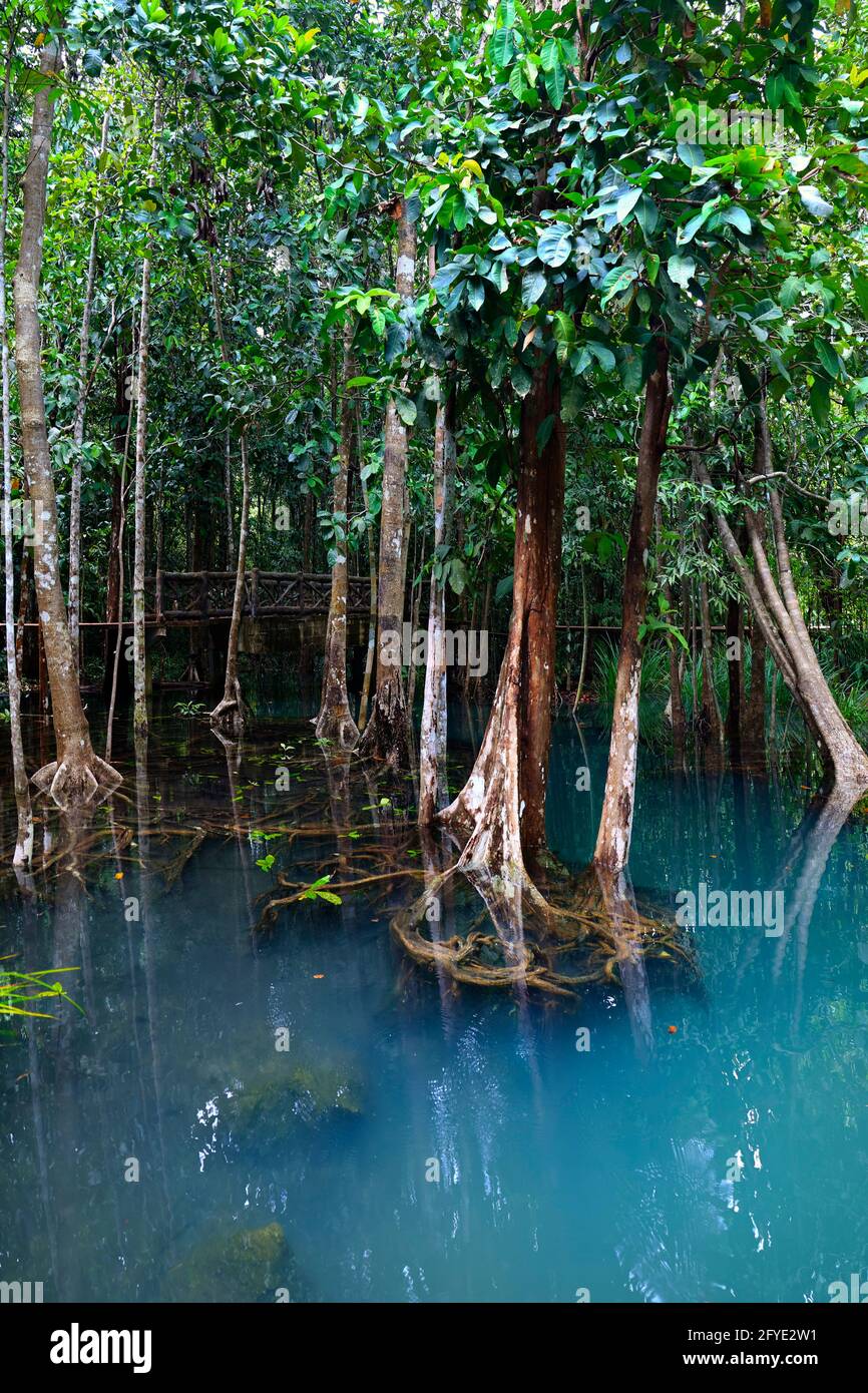 natural blue pond in the middle of mangrove forest Stock Photo - Alamy