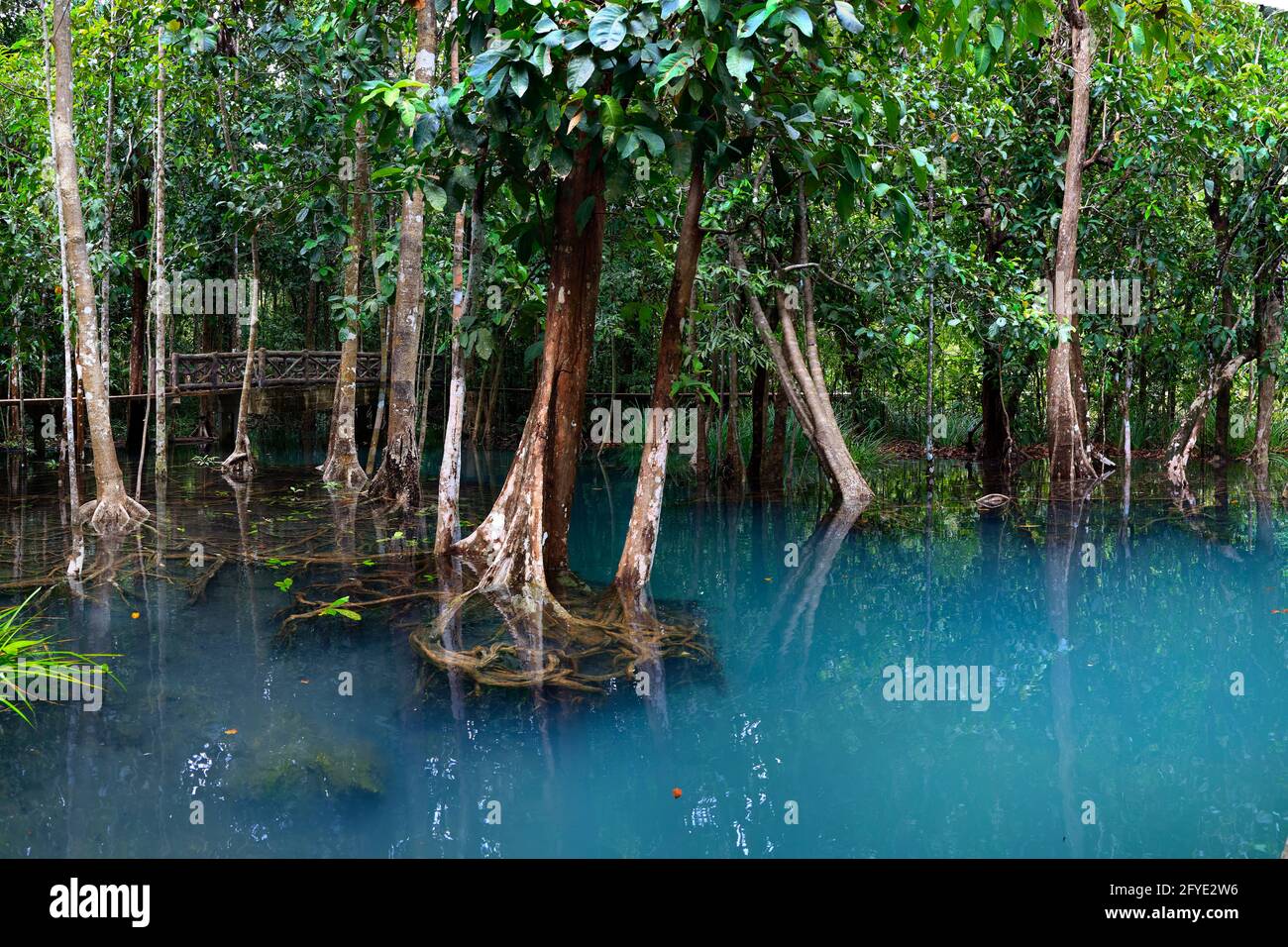 natural blue pond in the middle of mangrove forest Stock Photo - Alamy