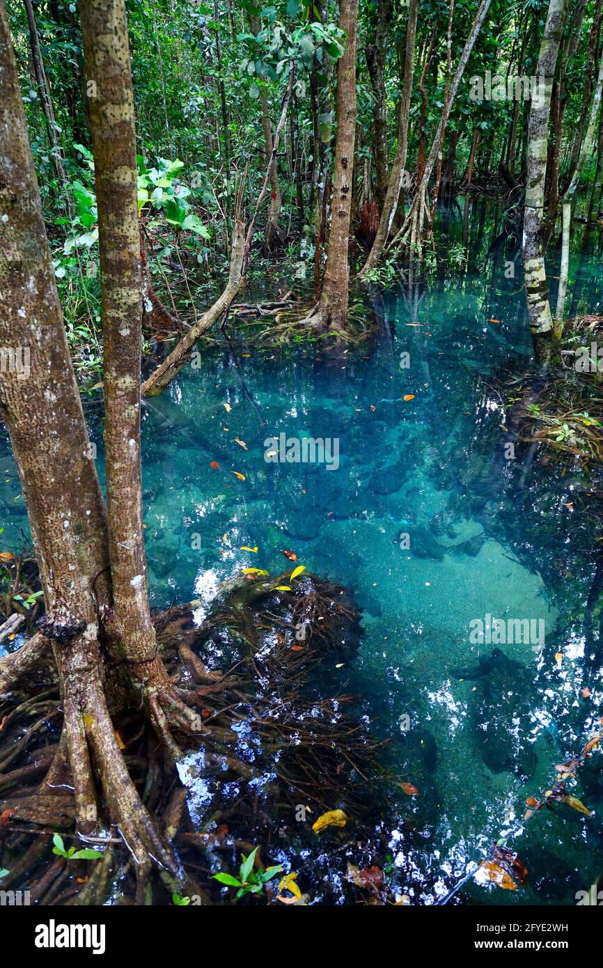 natural blue pond in the middle of mangrove forest Stock Photo - Alamy