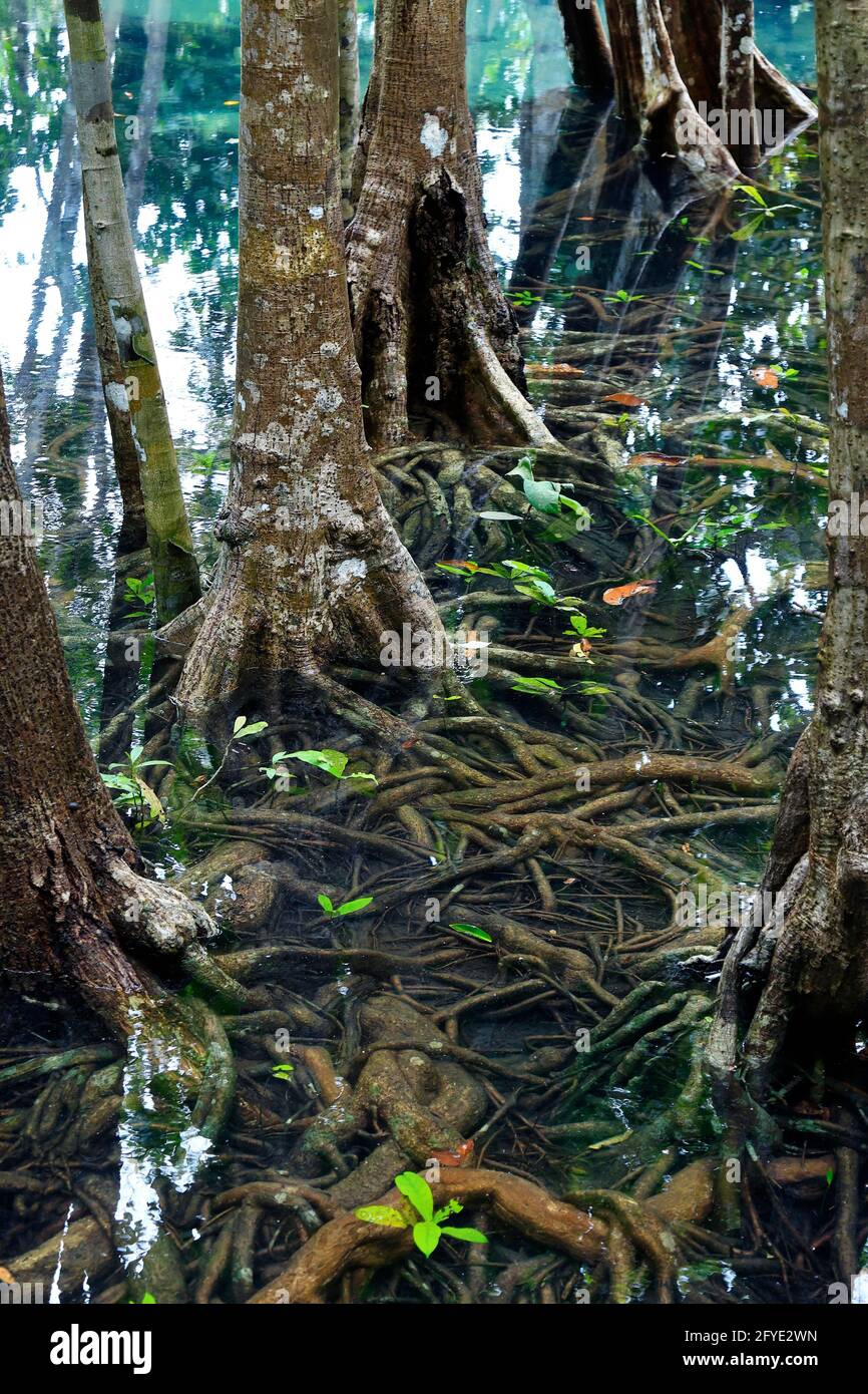 natural blue pond in the middle of mangrove forest Stock Photo - Alamy