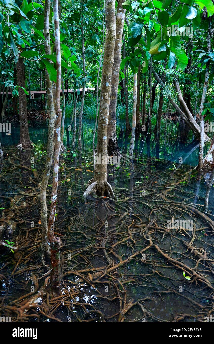 natural blue pond in the middle of mangrove forest Stock Photo - Alamy