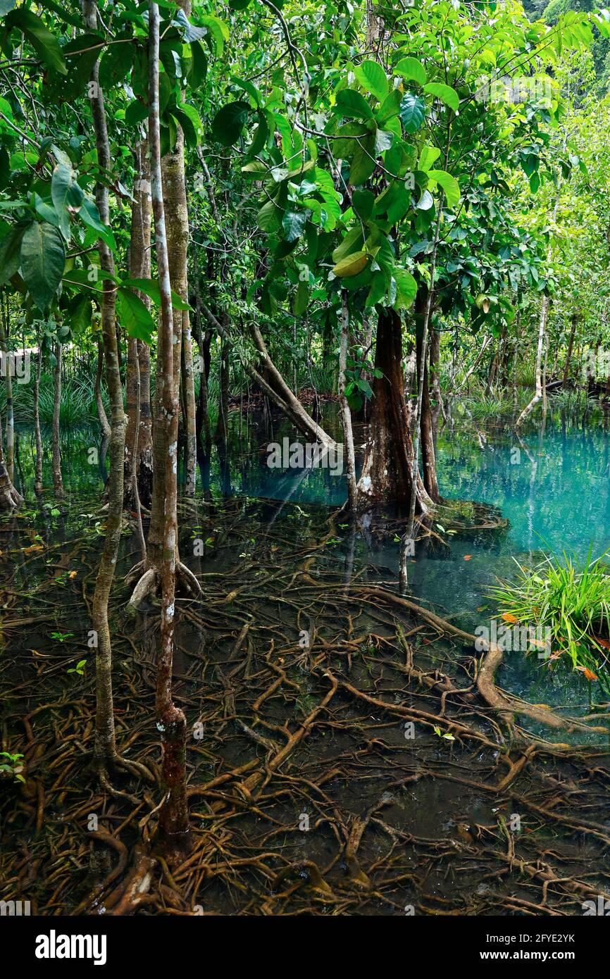 natural blue pond in the middle of mangrove forest Stock Photo - Alamy