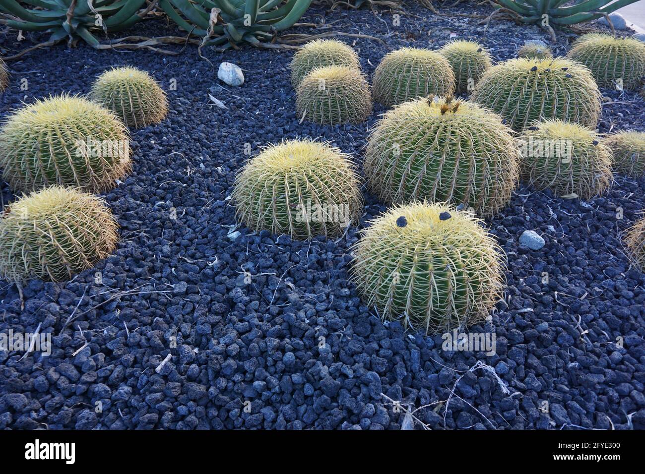 Desert plants rocks blue hi-res stock photography and images - Alamy