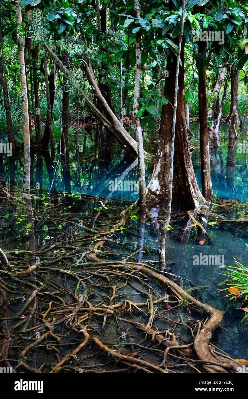 natural blue pond in the middle of mangrove forest Stock Photo - Alamy