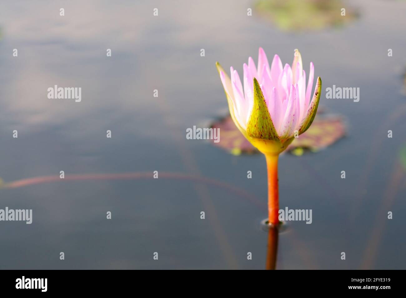 Violet white water lily hi-res stock photography and images - Alamy