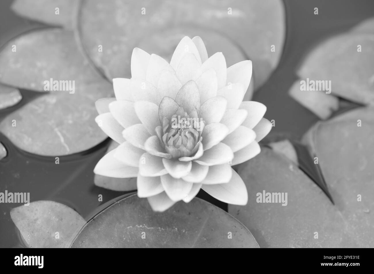 Lake water lily Black and White Stock Photos & Images - Alamy