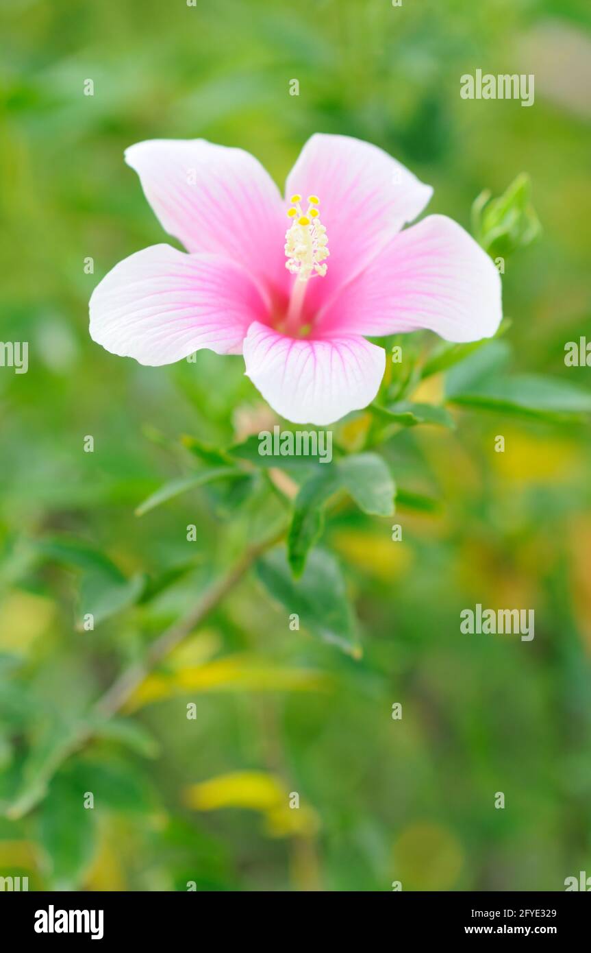 A Beautiful Pink Hibiscus Stock Photo - Alamy
