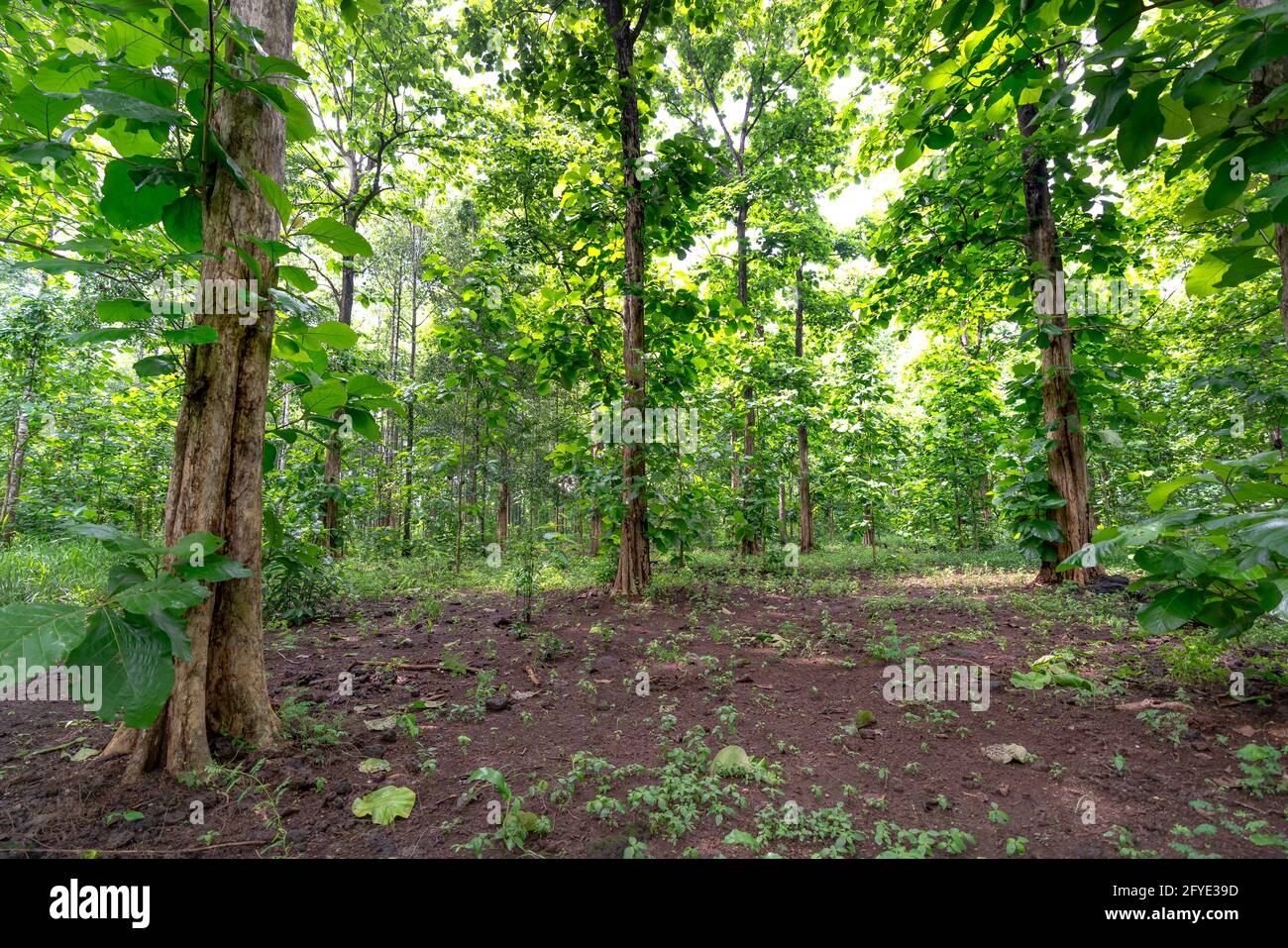 Teak Tree Forest (Tectona grandis). This tree has a wide elliptical ...