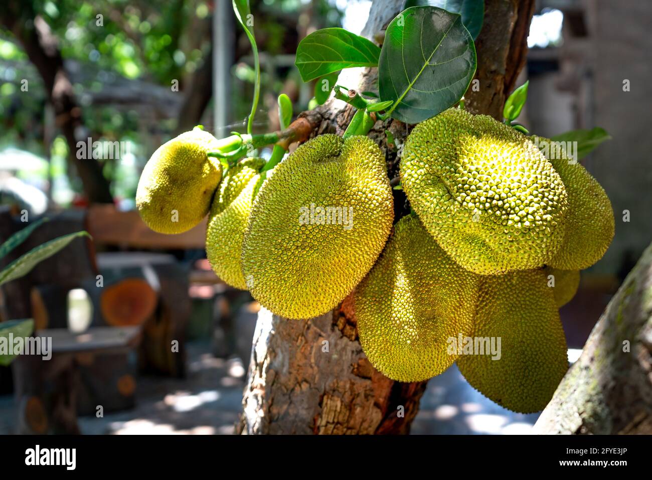 Jackfruit fruit growing on jackfruit tree on natural background Stock ...