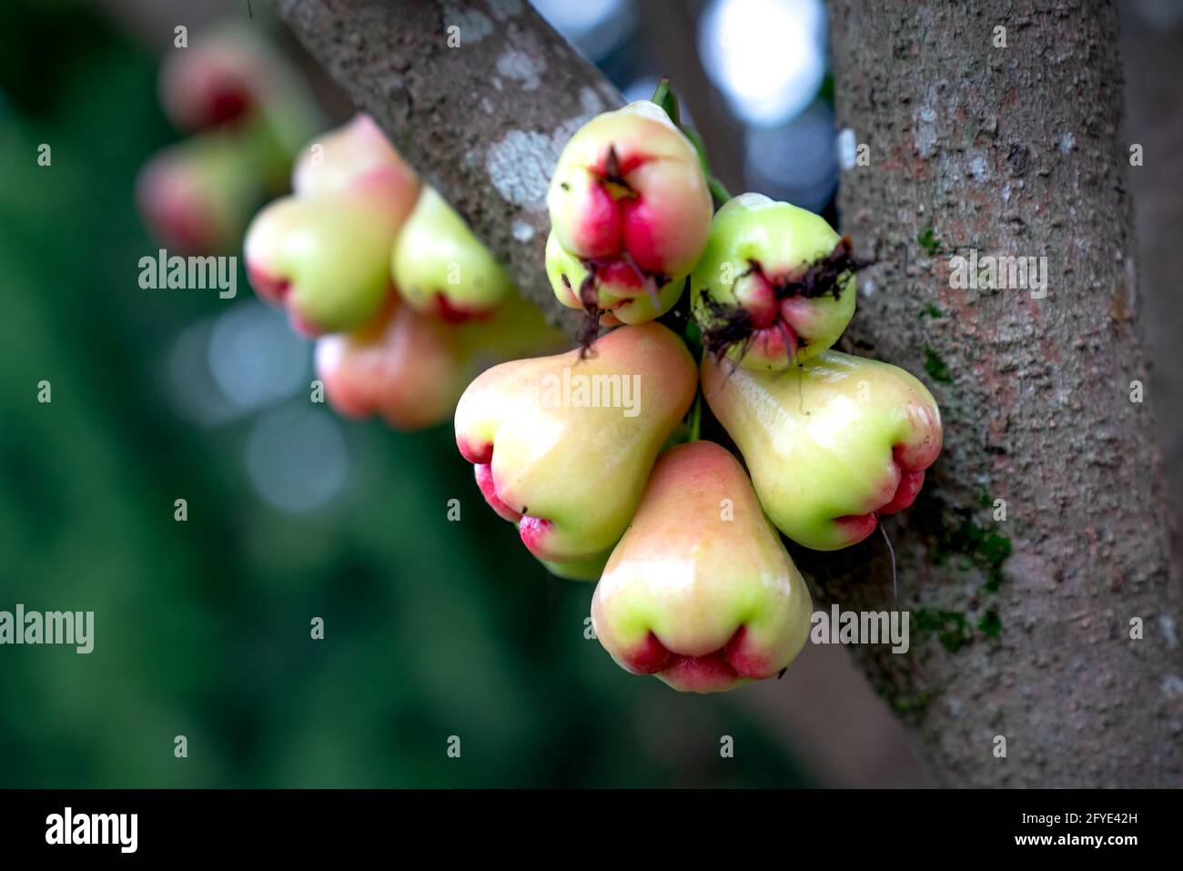 Jamaican Rose Apple