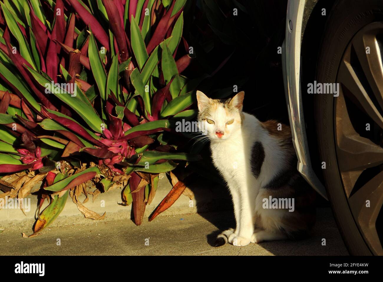 Injured and scary cat hiding behind a car Stock Photo - Alamy
